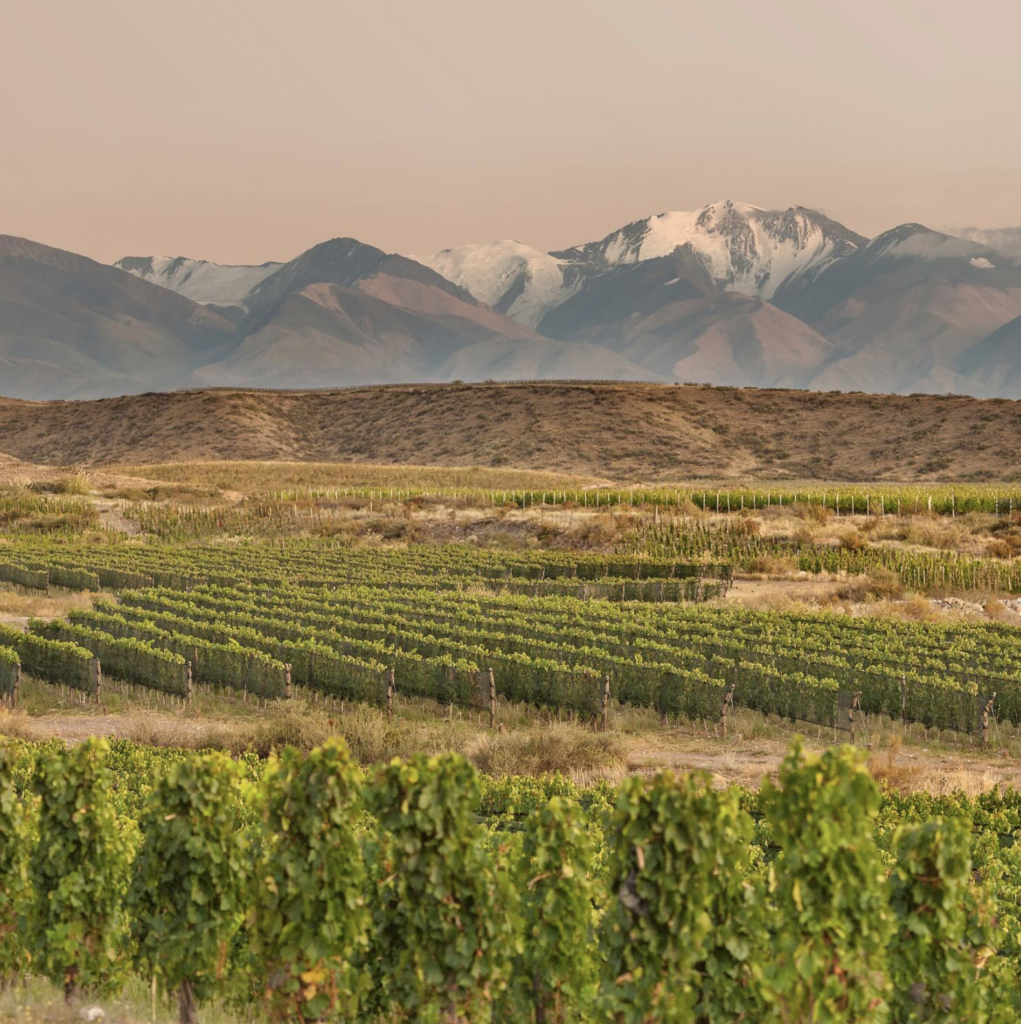 Argentina’s Zuccardi Wines—A Taste of the Andes - Loudoun Chamber